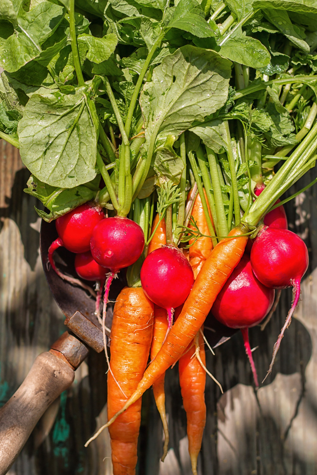 Recipes Carrot & Radishes | SOSCuisine